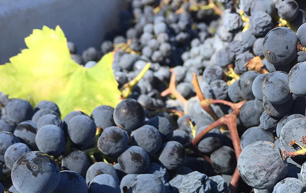 October 2016: Dusty Grape | Donald Kaufman Color - Paint Colors
