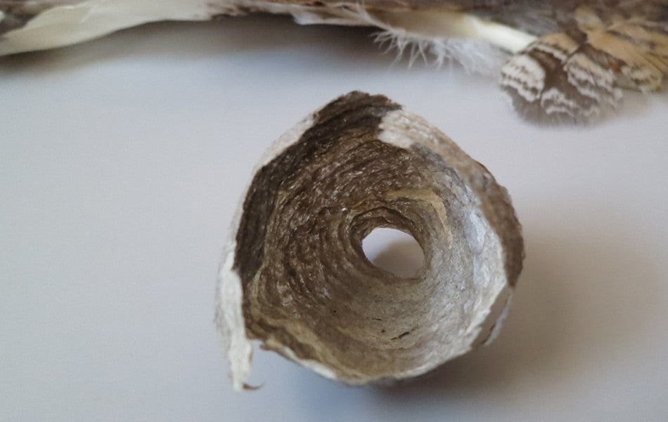 February 2014: Wasp Nest Gray | Donald Kaufman Color - Paint Colors